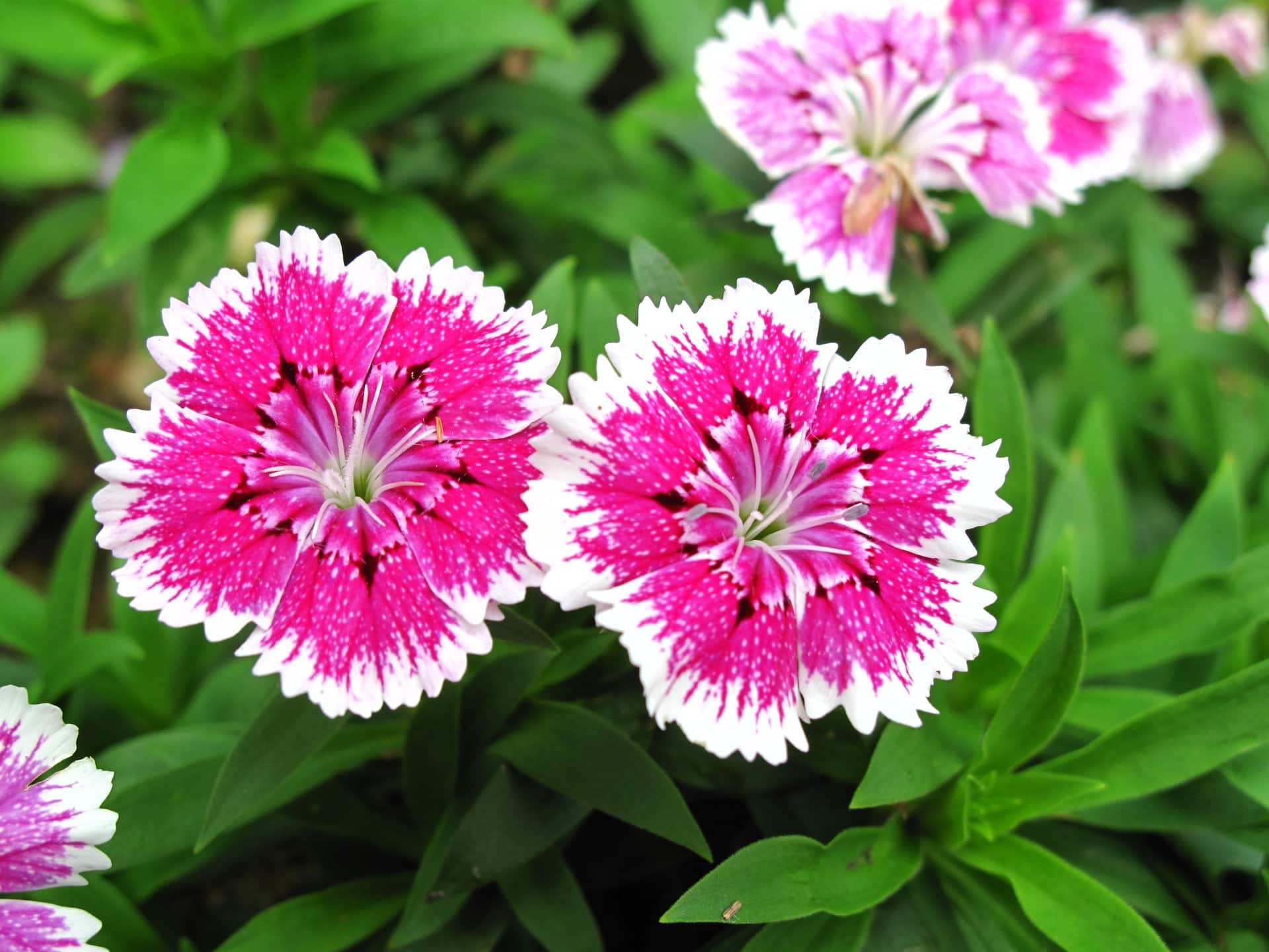 6 Perfect Plants For Spectacular Spring Color - Allentuck Landscaping