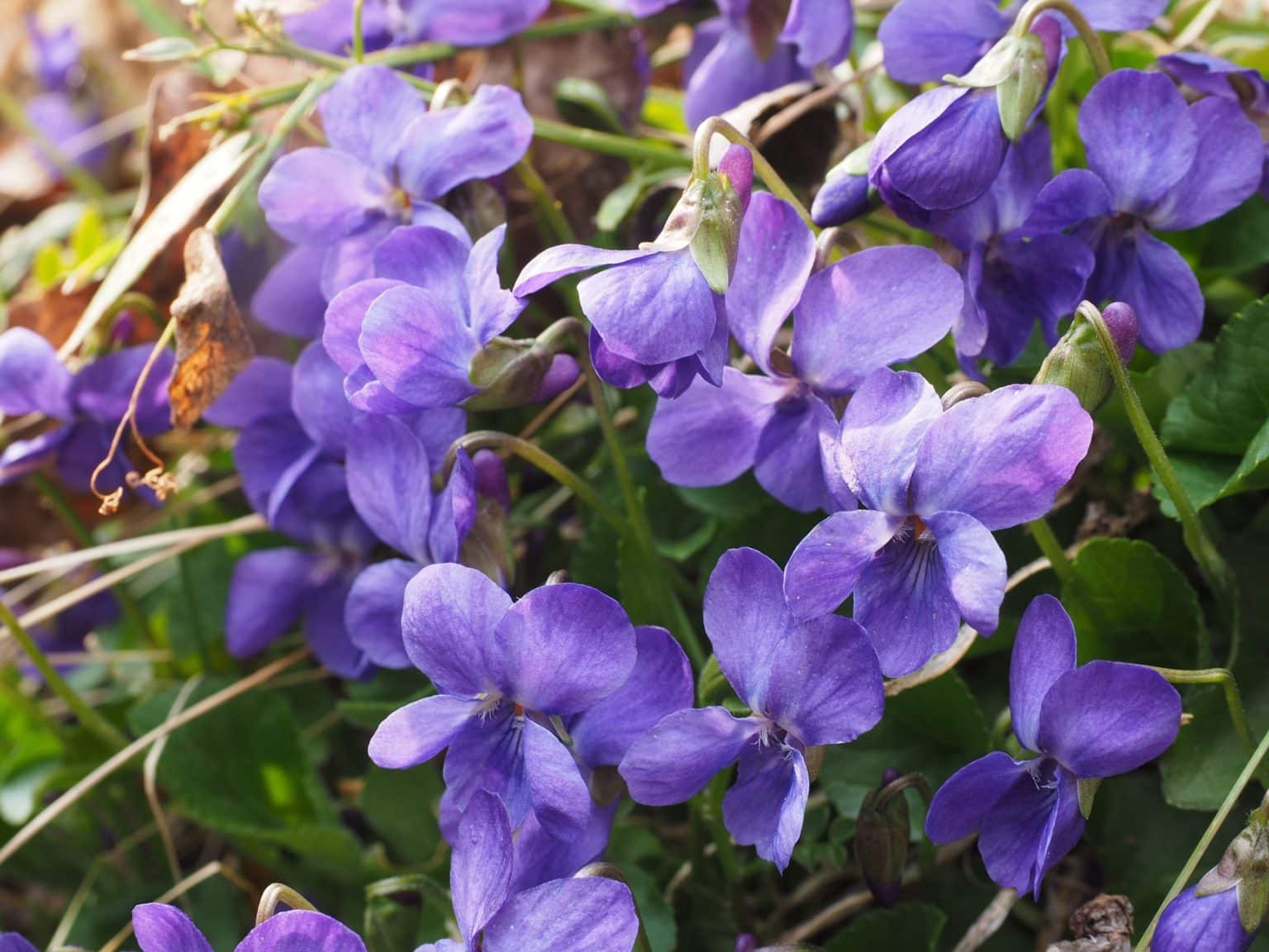 6 Perfect Plants For Spectacular Spring Color - Allentuck Landscaping