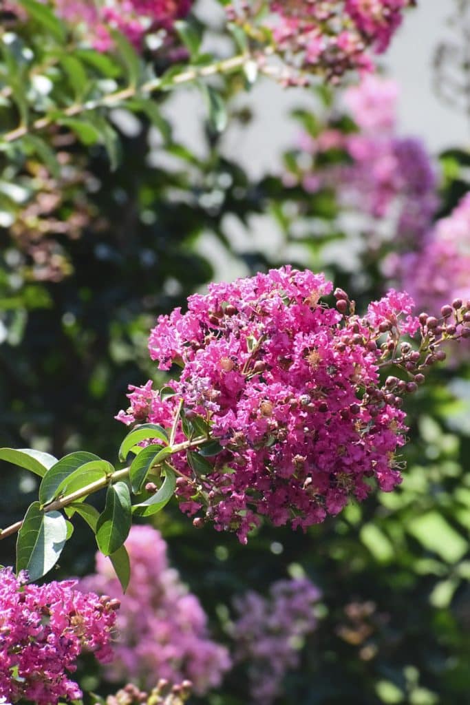 Do I Have A Dead Crape Myrtle? - Allentuck Landscaping
