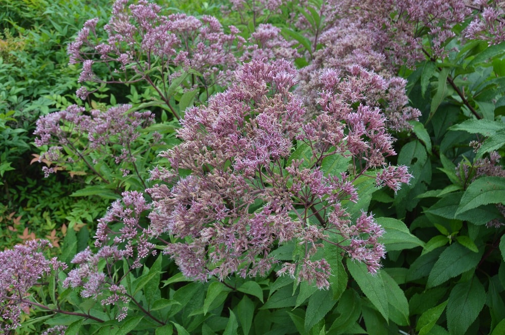 Native Plants For Maryland Gardens - Allentuck Landscaping