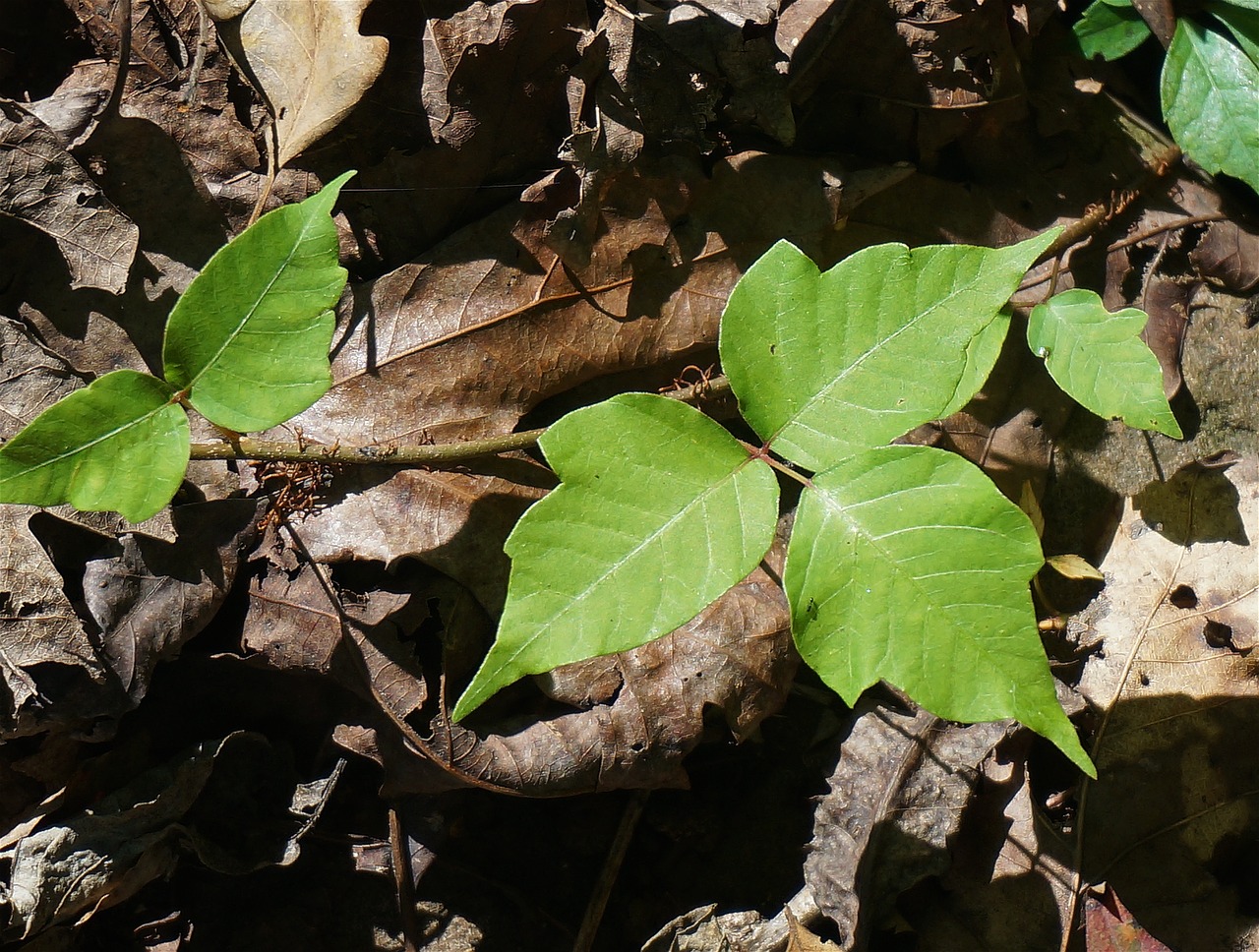 How To Recognize Poison Ivy - Allentuck Landscaping