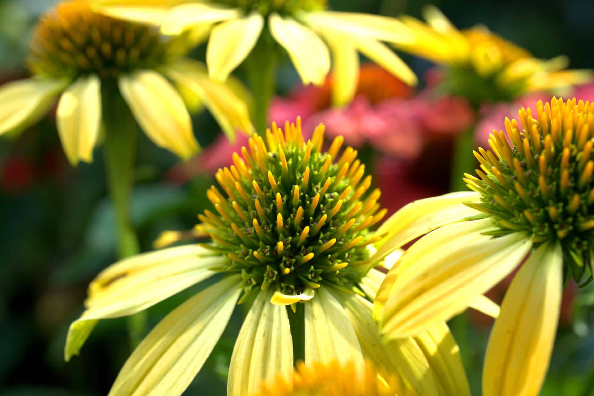 Plant Profile: Coneflowers - Allentuck Landscaping
