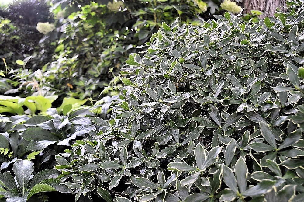 Fragrant Plants Greatly Enhance A Landscape Design