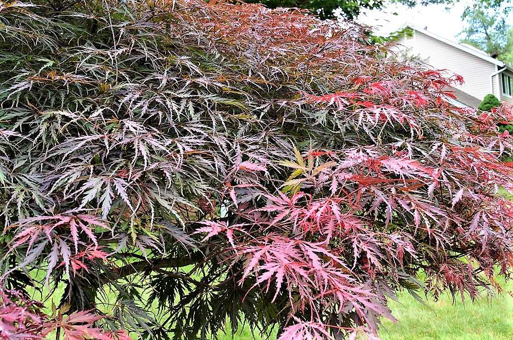 8 Landscape Trees For Small Spaces | Allentuck Landscaping