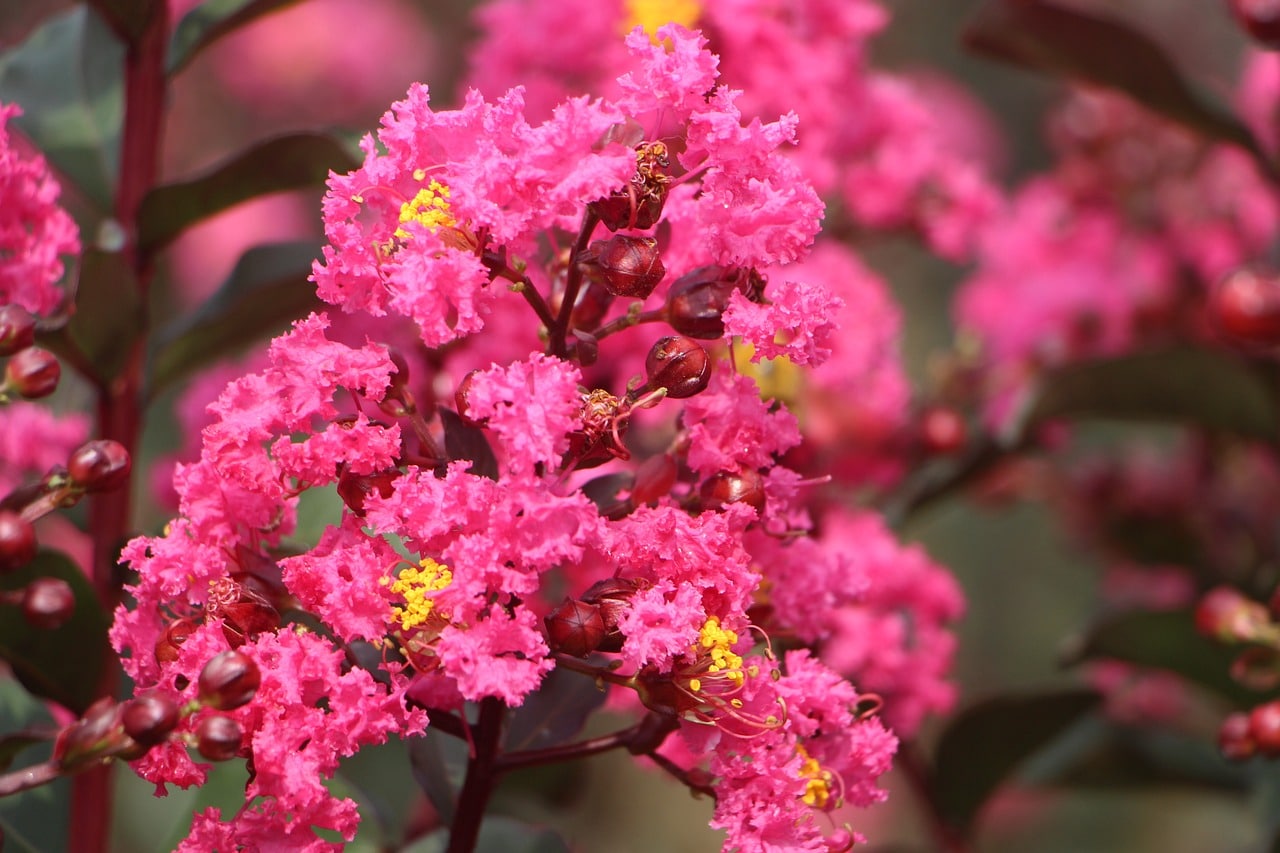 My Crape Myrtle Looks Dead - Allentuck Landscaping