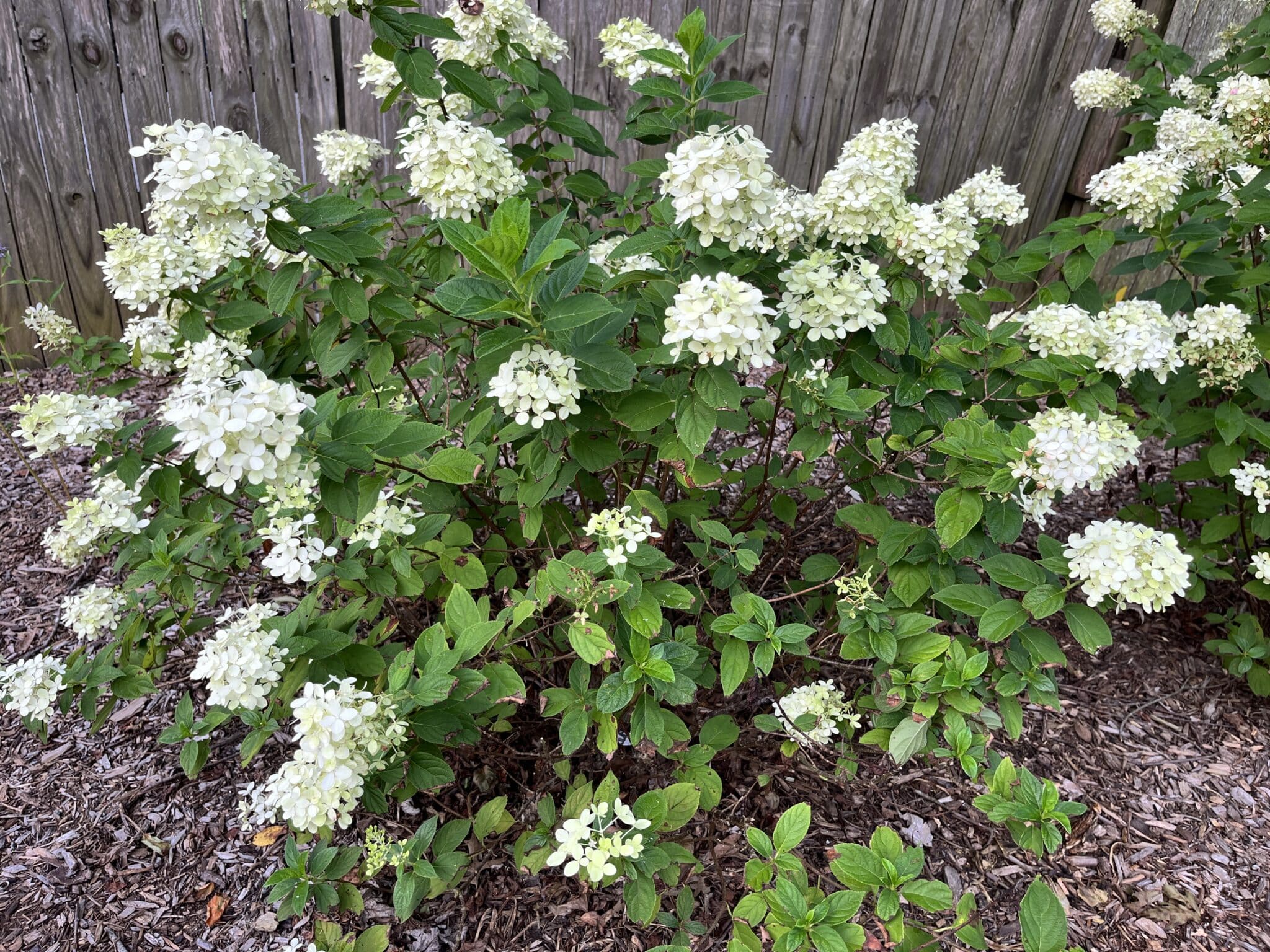 15 Plants Deer Are Sure to Eat - Allentuck Landscaping